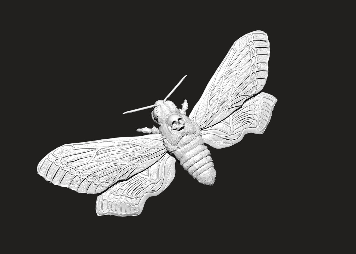 ArtStation - Death Head Hawk Moth Skull Fantasy Creature | Resources