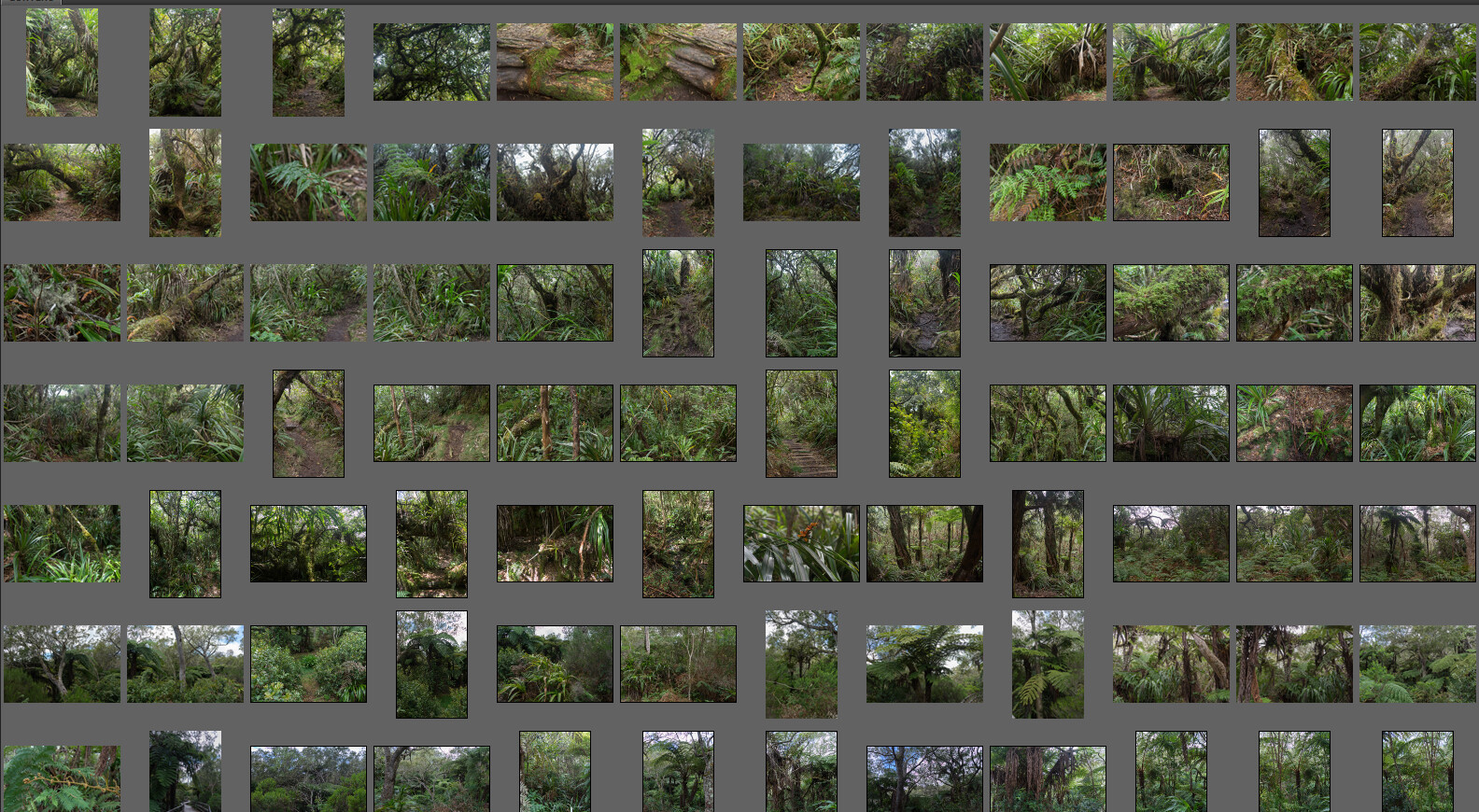 ArtStation - Tropical Forest Texture PACK | Resources