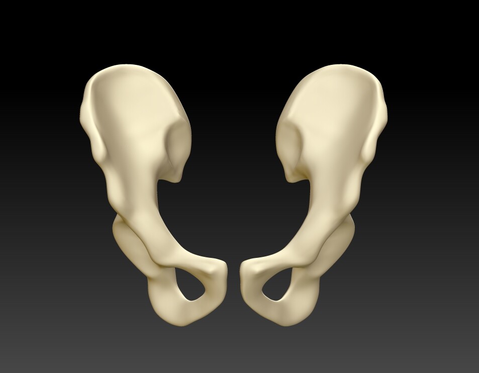 ArtStation - Download 3D model of human hip bone, | Resources