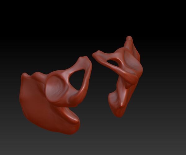 ArtStation - Download 3D model of human hip bone, | Resources