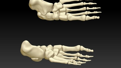 ArtStation - Human foot 3D model, human foot structure 3D printing ...