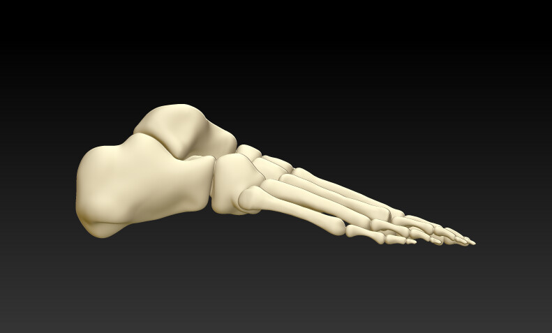 ArtStation - Human foot 3D model, human foot structure 3D printing ...