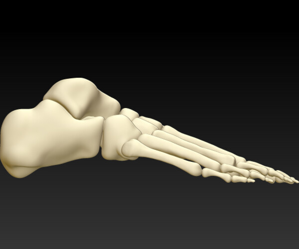 ArtStation - Human foot 3D model, human foot structure 3D printing ...