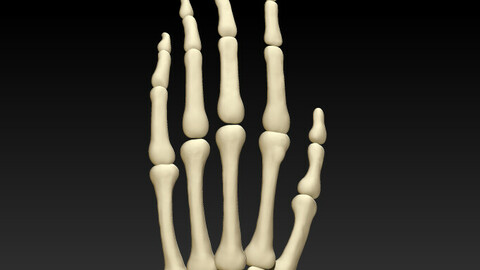 ArtStation - The 3D printing and downloading of human bone structure ...