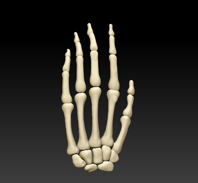 ArtStation - The 3D printing and downloading of human bone structure ...