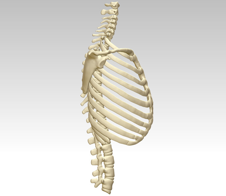 ArtStation - 3D printing and downloading of human sternum structure ...