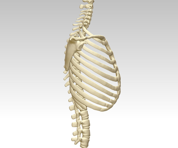 ArtStation - 3D printing and downloading of human sternum structure ...