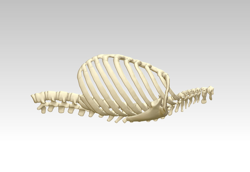 ArtStation - 3D printing and downloading of human sternum structure ...