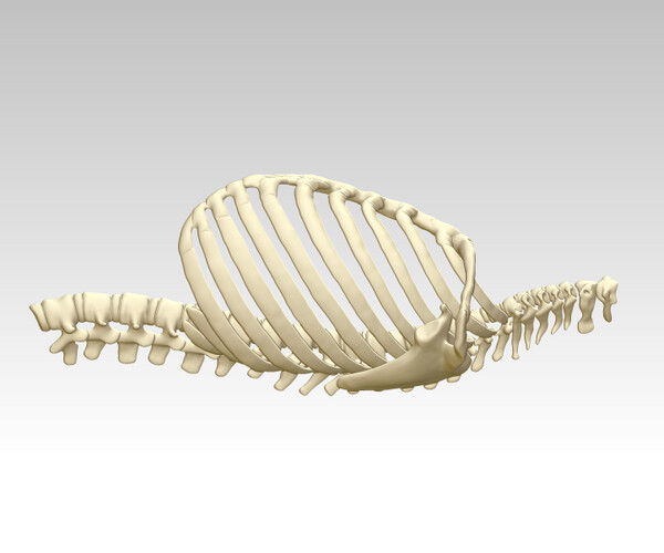 ArtStation - 3D printing and downloading of human sternum structure ...
