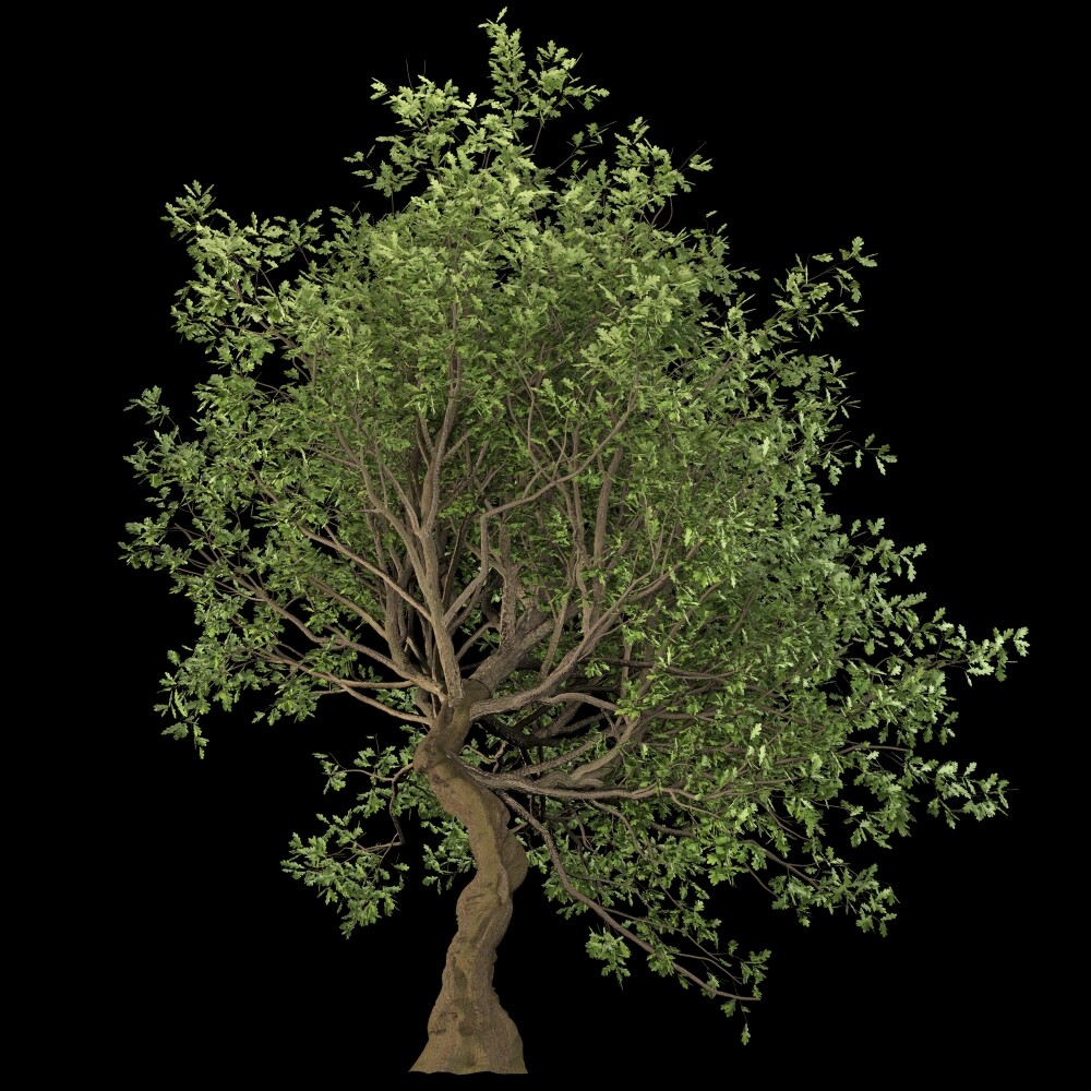 ArtStation - Canyon live oak tree (max and fbx) | Resources