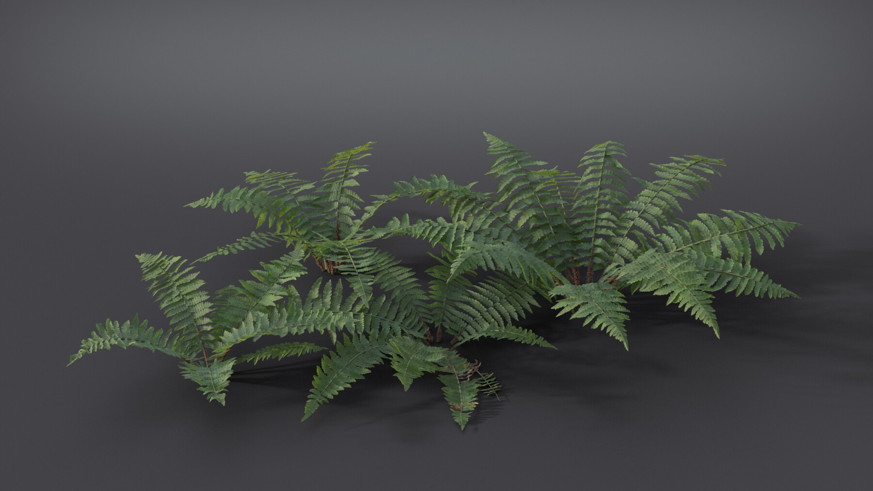 ArtStation - Fern (Dryopteridaceae) | VFX Grace | Game Assets