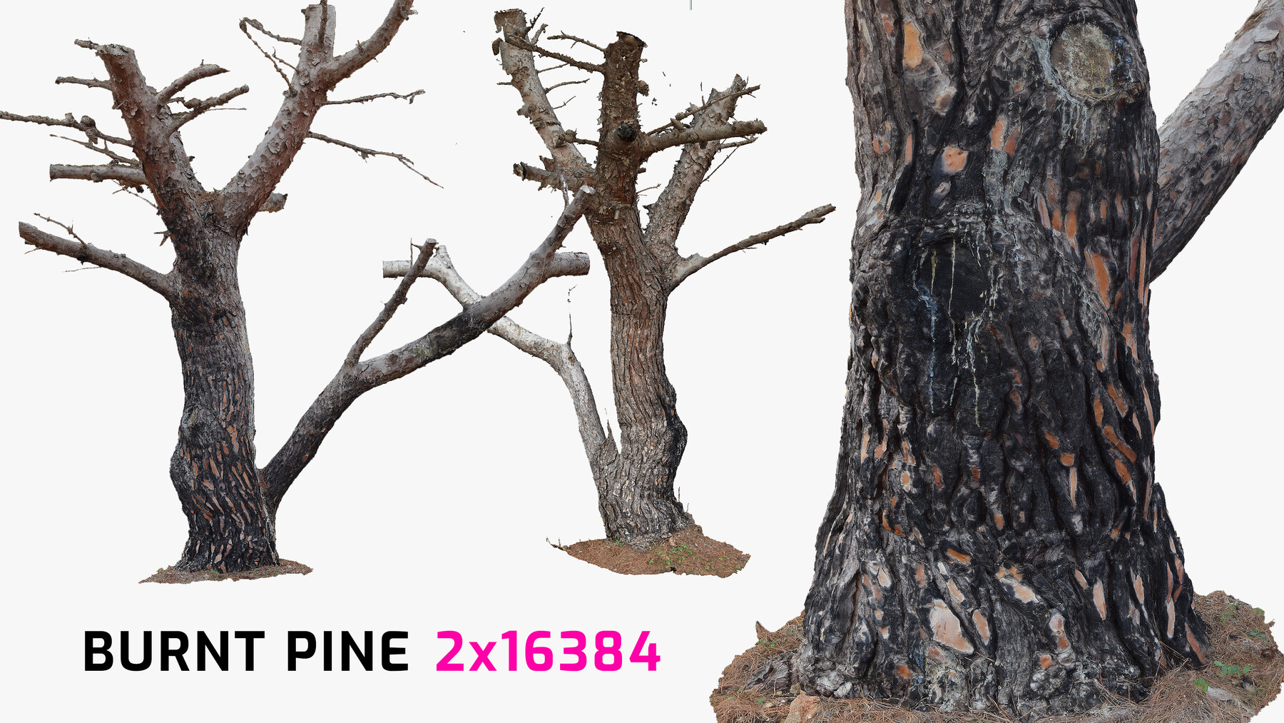 ArtStation - Burnt Pine RAW Tree 3D scan 2 x 16k Textures ULTRA-HD OBJ ...