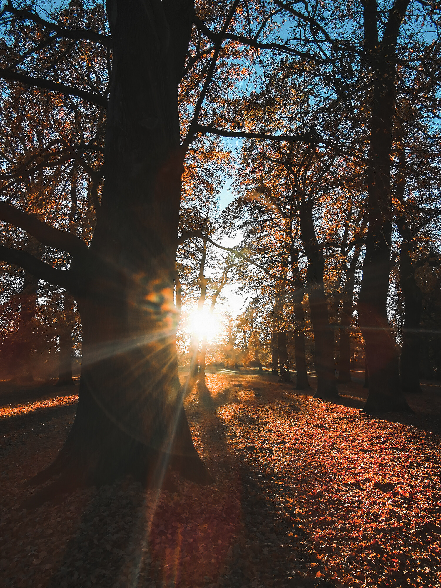 ArtStation - Free photography autumn mood, tree and sunrays for ...