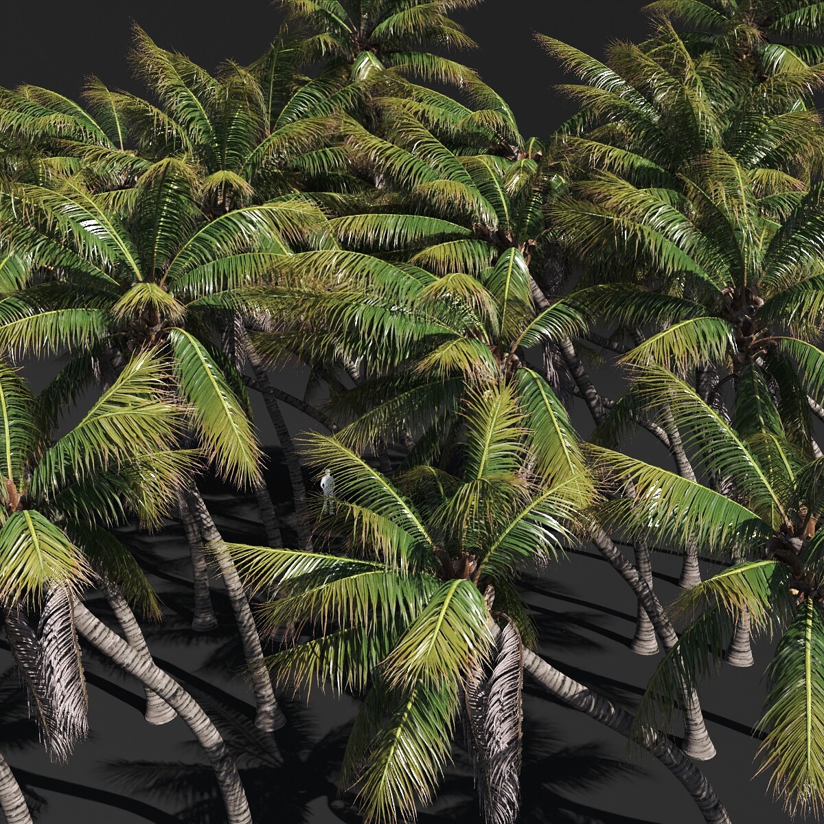 ArtStation - COCONUT TREE VOLUME PACK 02 | Resources