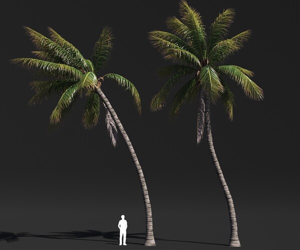 ArtStation - COCONUT TREE VOLUME PACK 02 | Resources
