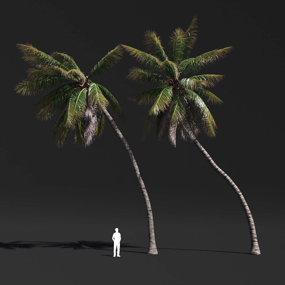 ArtStation - COCONUT TREE VOLUME PACK 02 | Resources