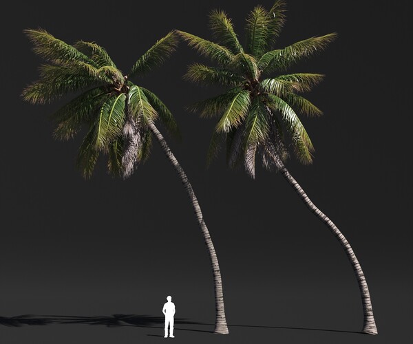 ArtStation - COCONUT TREE VOLUME PACK 02 | Resources