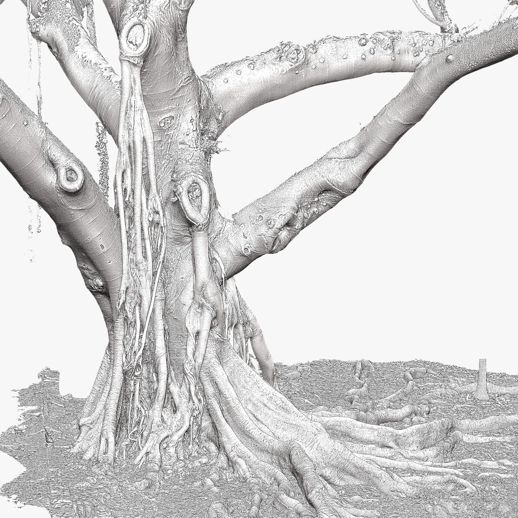 ArtStation - Giant Ficus Tree #1 Textures 5x16k \ 5x24k 3D Model RAW 3D ...