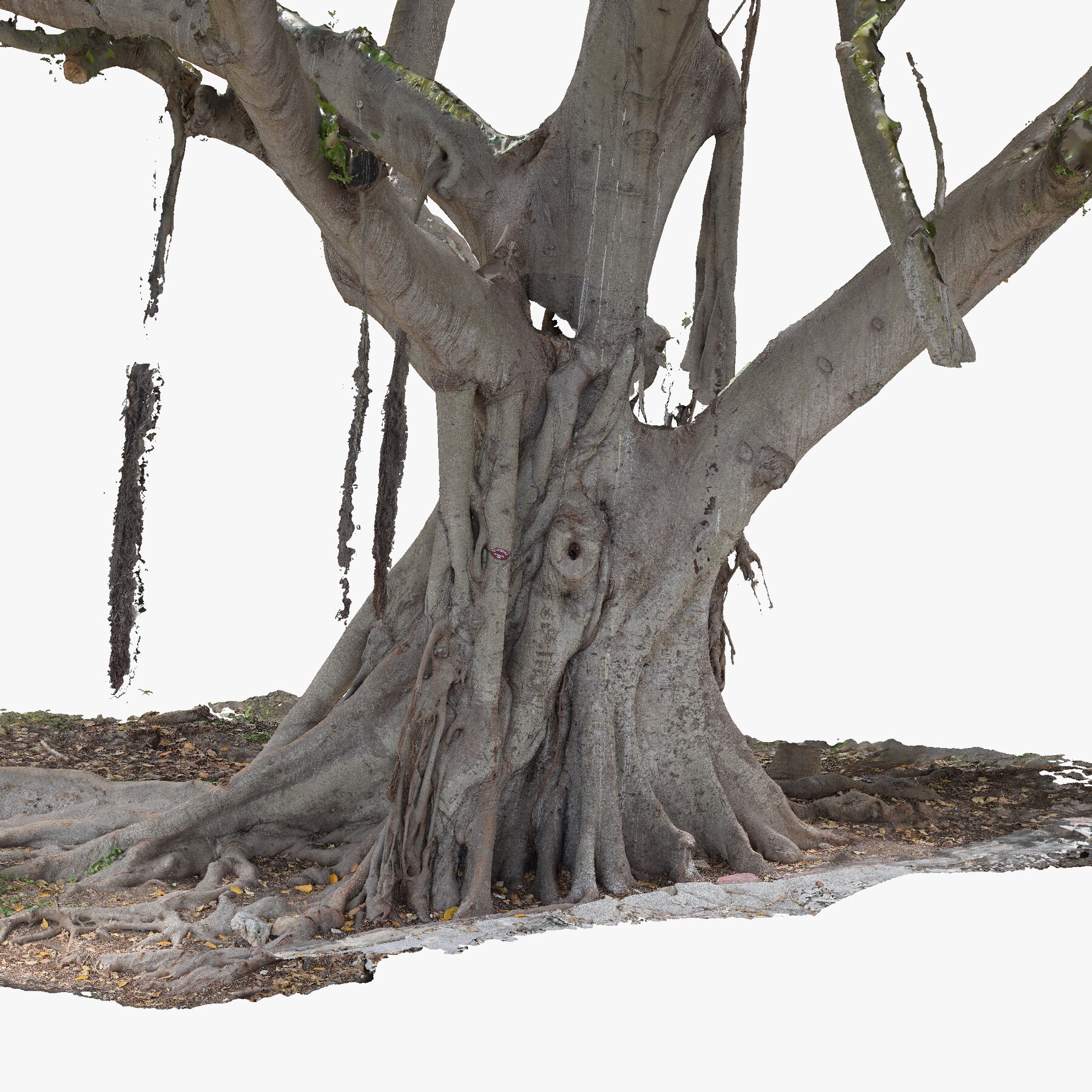 ArtStation - Giant Ficus Tree #1 Textures 5x16k \ 5x24k 3D Model RAW 3D ...