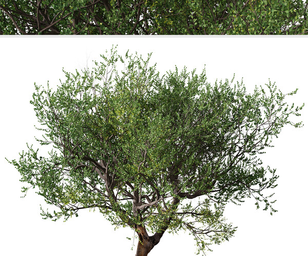 ArtStation - Set of Australian Tea Tree (Leptospermum laevigatum) (2 ...