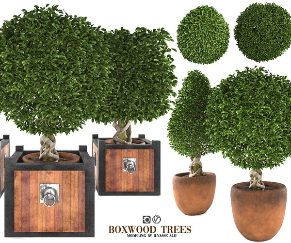 ArtStation - Boxwood trees | Resources