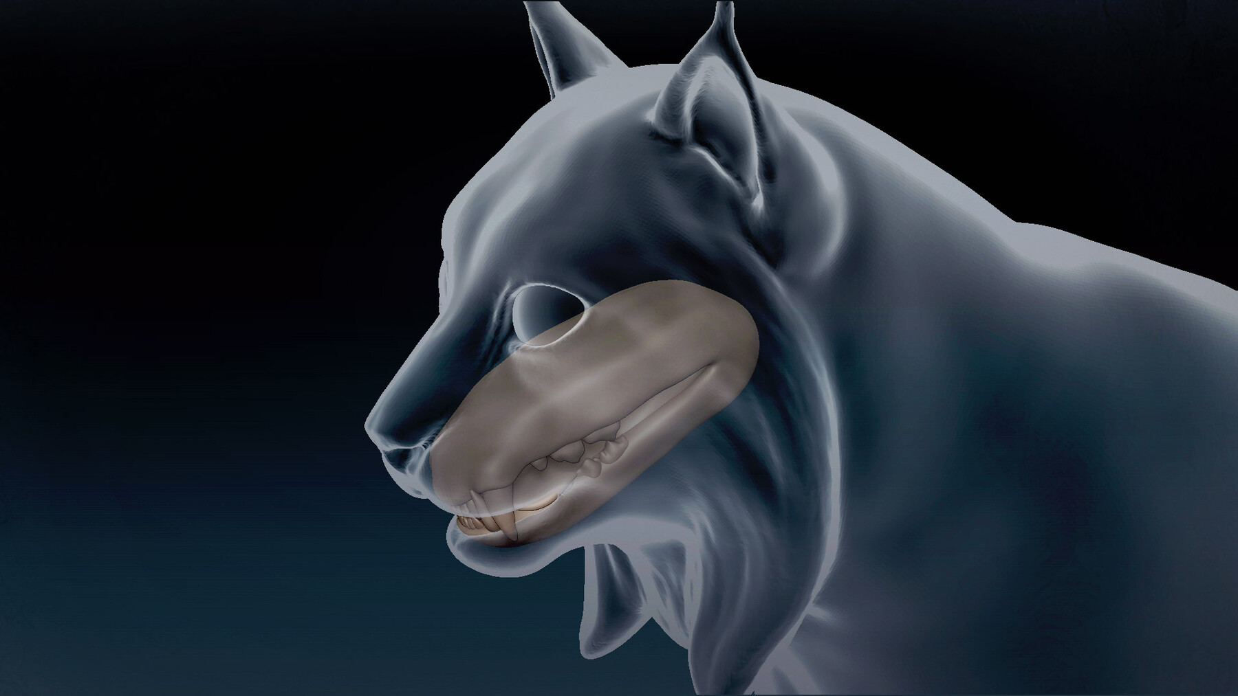 ArtStation - Eurasian Lynx Base Mesh 3D Model | Resources
