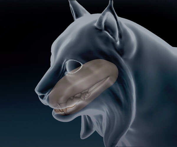 ArtStation - Eurasian Lynx Base Mesh 3D Model | Resources