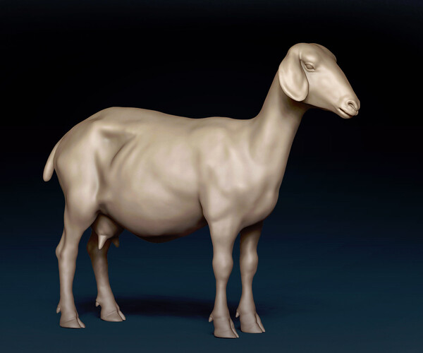 ArtStation - Goat Base Mesh 3D Model | Resources