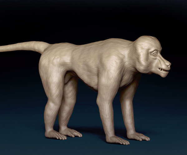 ArtStation - Baboon Base Mesh 3D Model | Resources