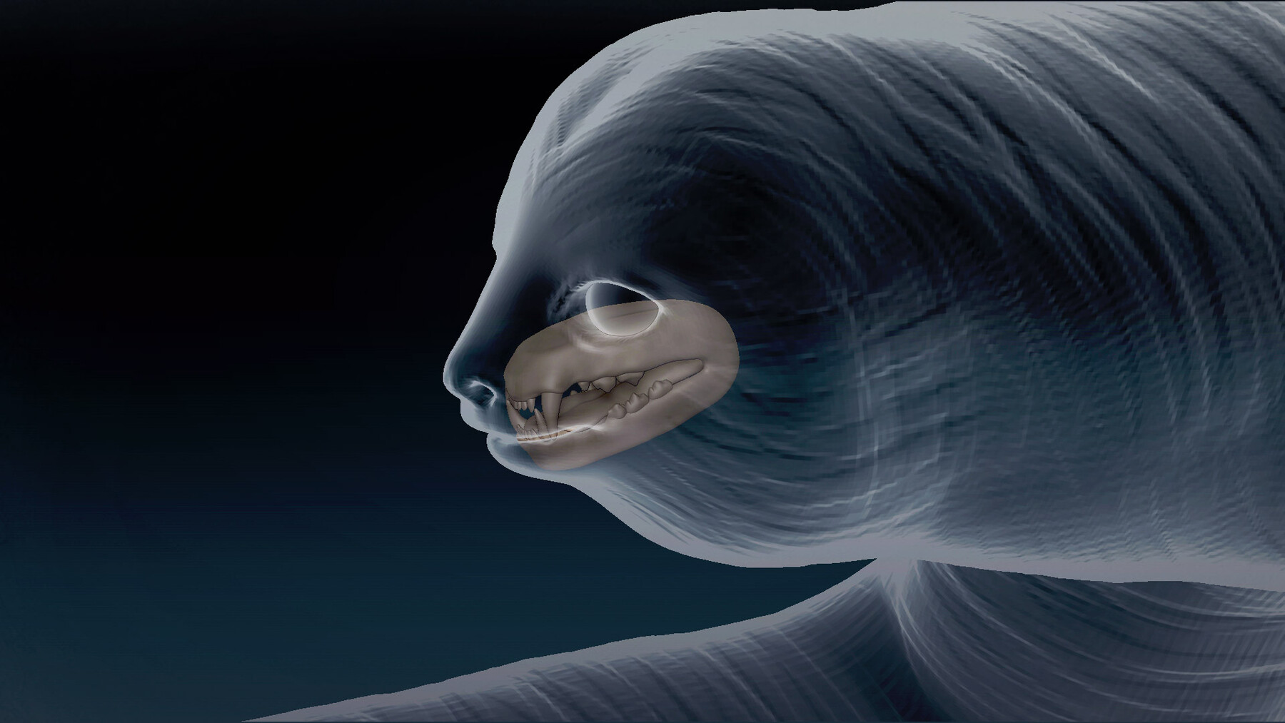 ArtStation - Three Toed Sloth Base Mesh 3D Model | Resources