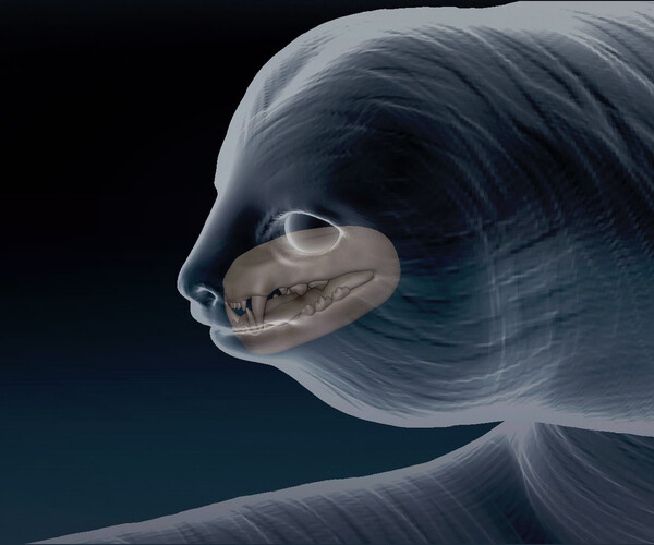 ArtStation - Three Toed Sloth Base Mesh 3D Model | Resources