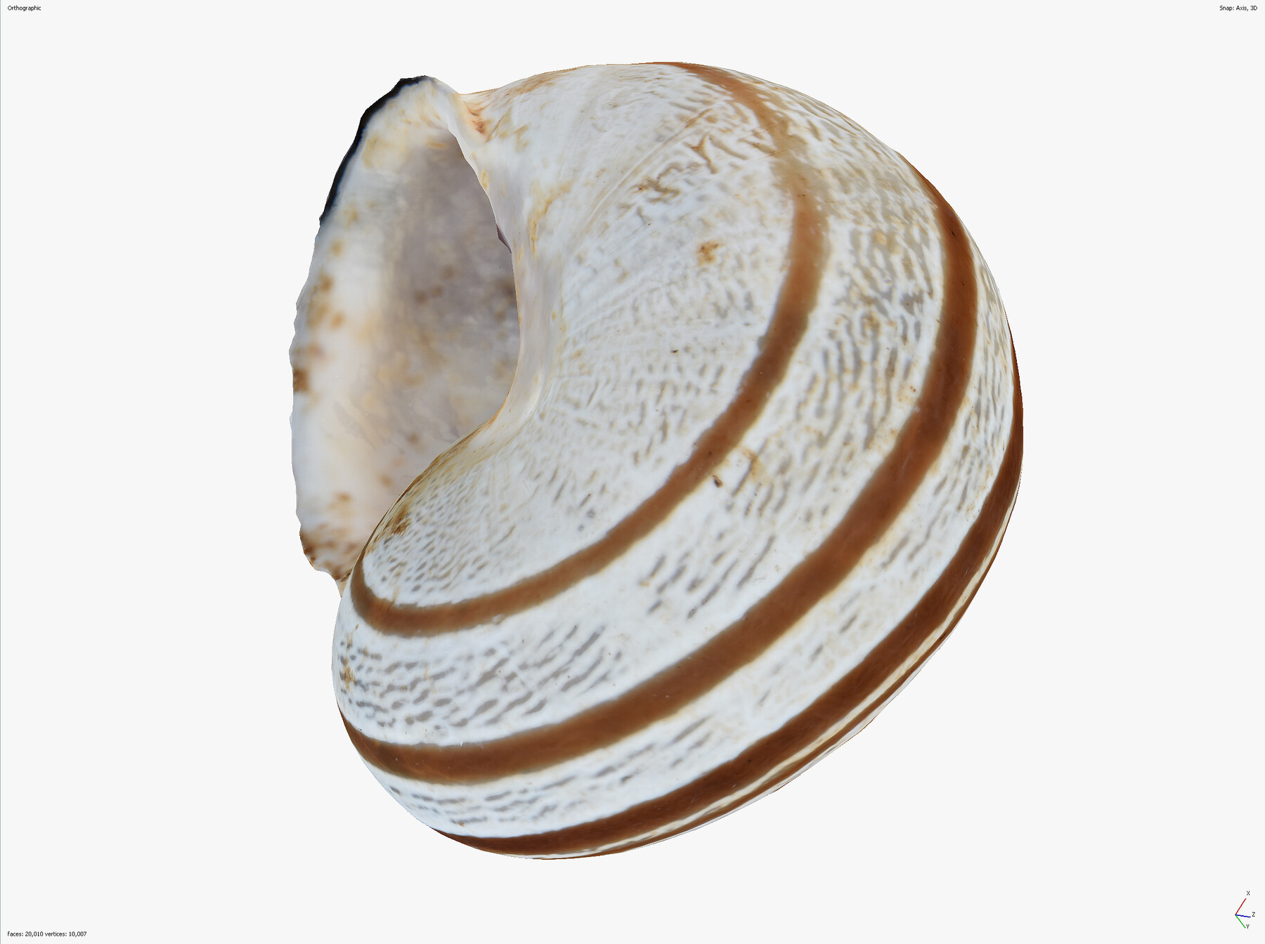 ArtStation - SNAIL 3D MODEL - LOW POLY \ HIGH POLY - CROSS-POLARIZED 3D ...