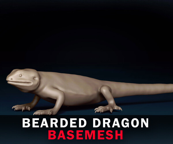 ArtStation - Bearded Dragon Base Mesh 3D Model | Resources