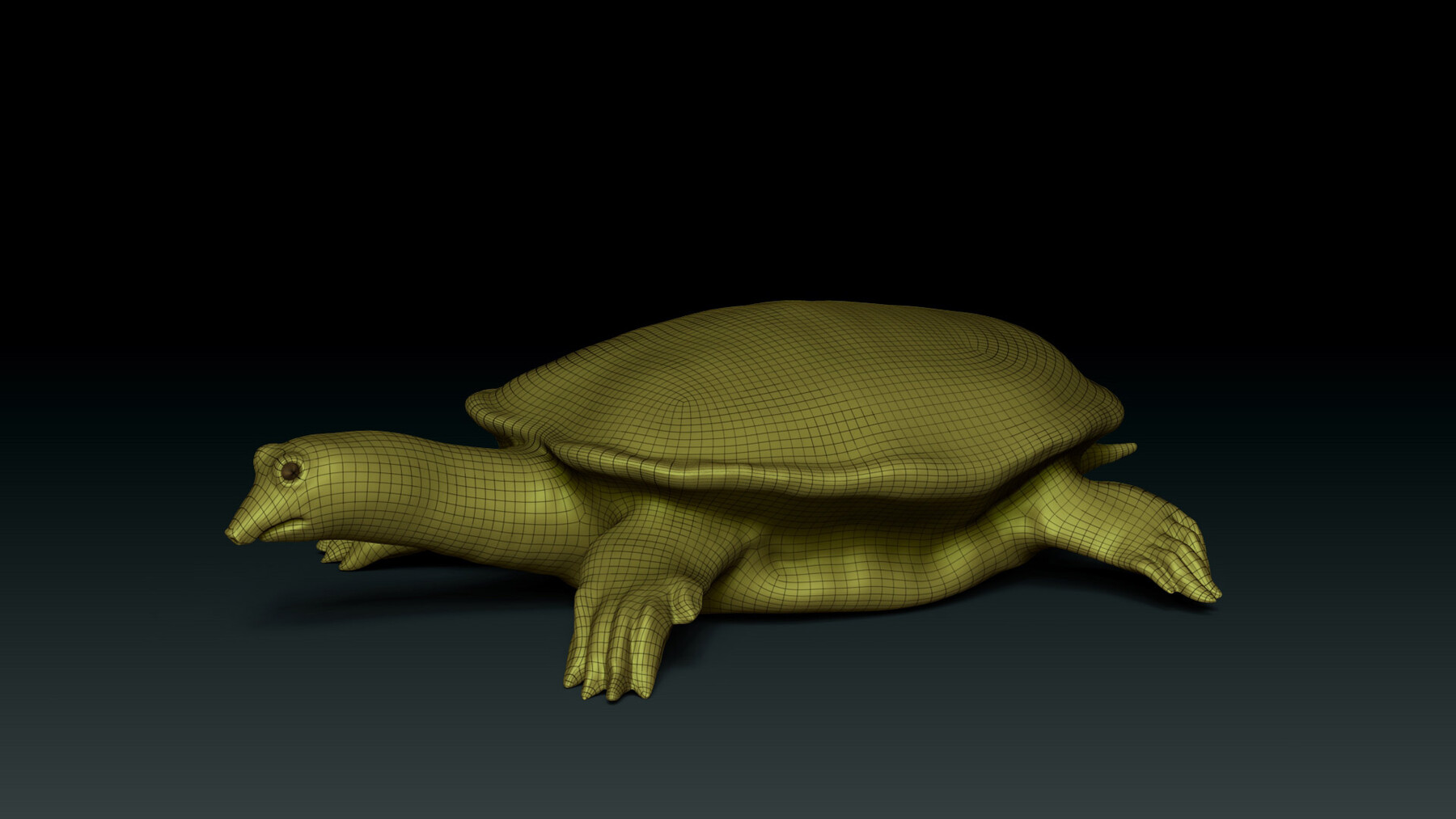 ArtStation - Chinese Softshell Turtle Base Mesh 3D Model | Resources