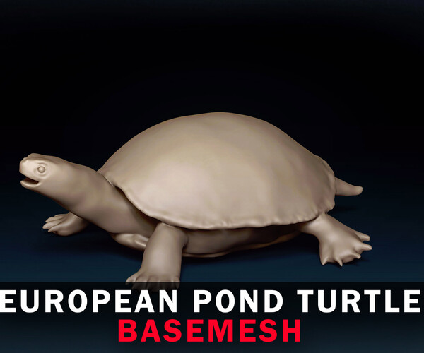 ArtStation - European Pond Turtle Base Mesh 3D Model | Resources