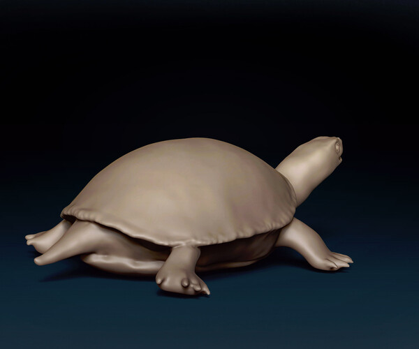 ArtStation - European Pond Turtle Base Mesh 3D Model | Resources