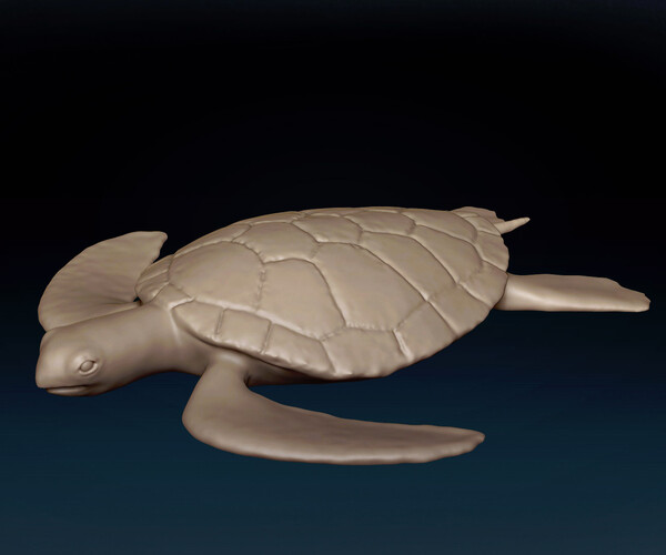 ArtStation - Green Sea Turtle Base Mesh 3D Model | Resources