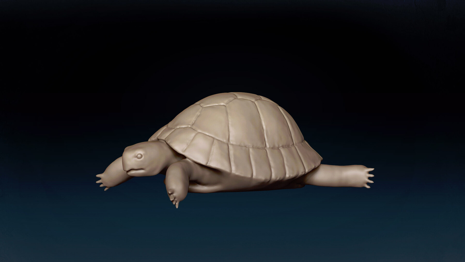 ArtStation - Hermann Turtle Tortoise Base Mesh 3D Model | Resources