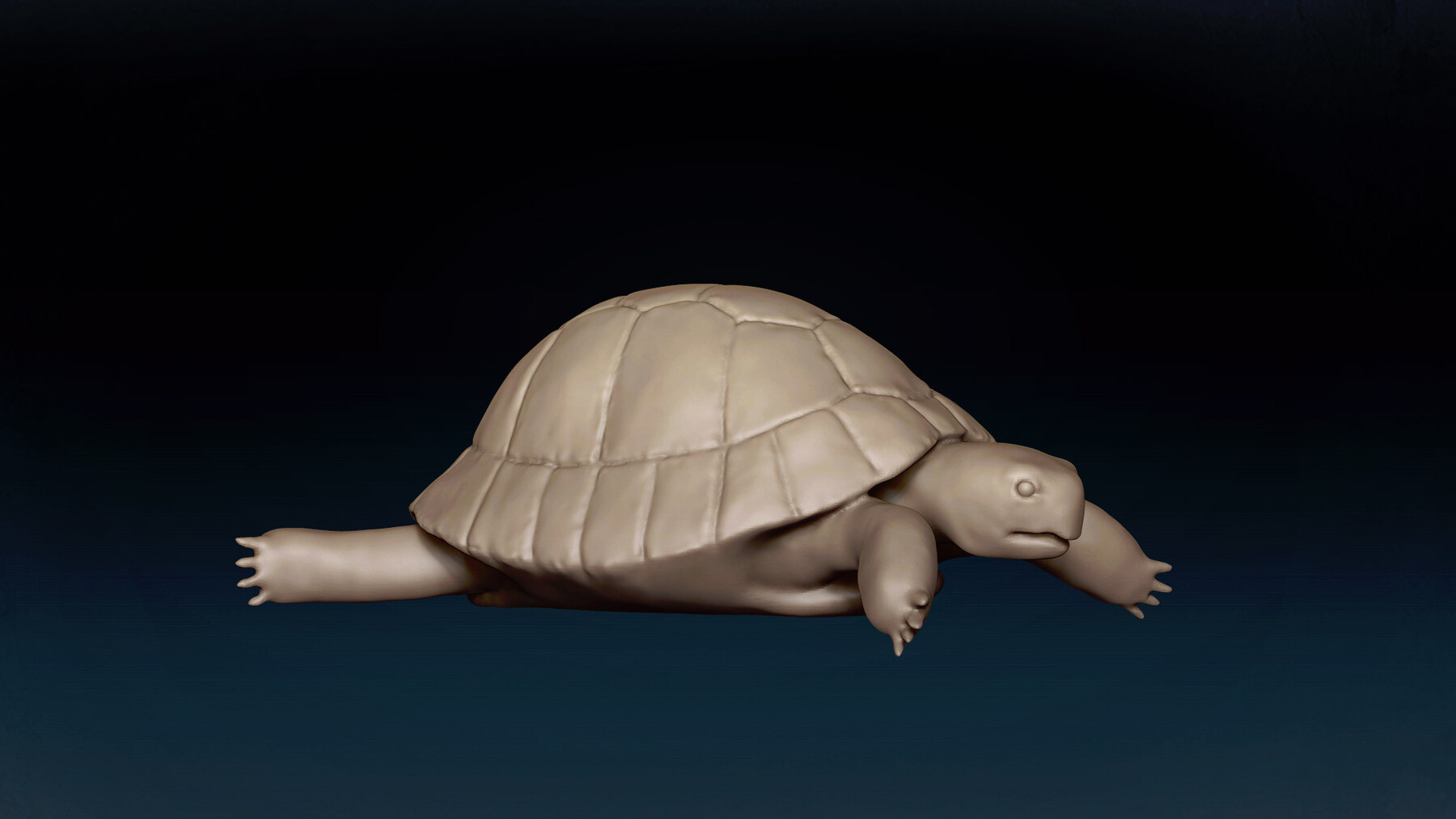 ArtStation - Hermann Turtle Tortoise Base Mesh 3D Model | Resources
