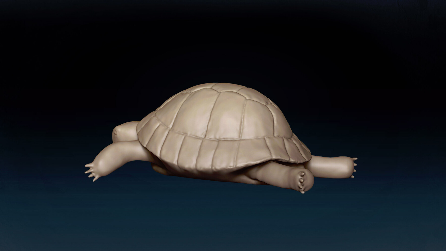 ArtStation - Hermann Turtle Tortoise Base Mesh 3D Model | Resources
