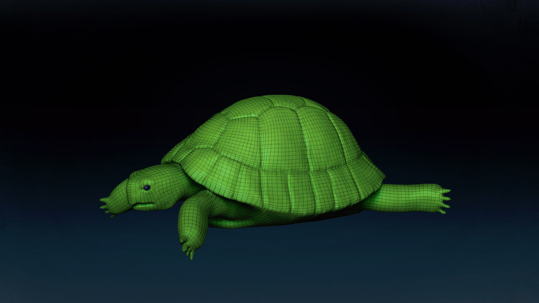 ArtStation - Hermann Turtle Tortoise Base Mesh 3D Model | Resources
