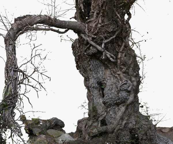 ArtStation - Spooky Monster Tree - 3D model with Faces and Animal ...