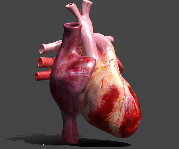ArtStation - Heart Animation Human Body Anatomy | Game Assets