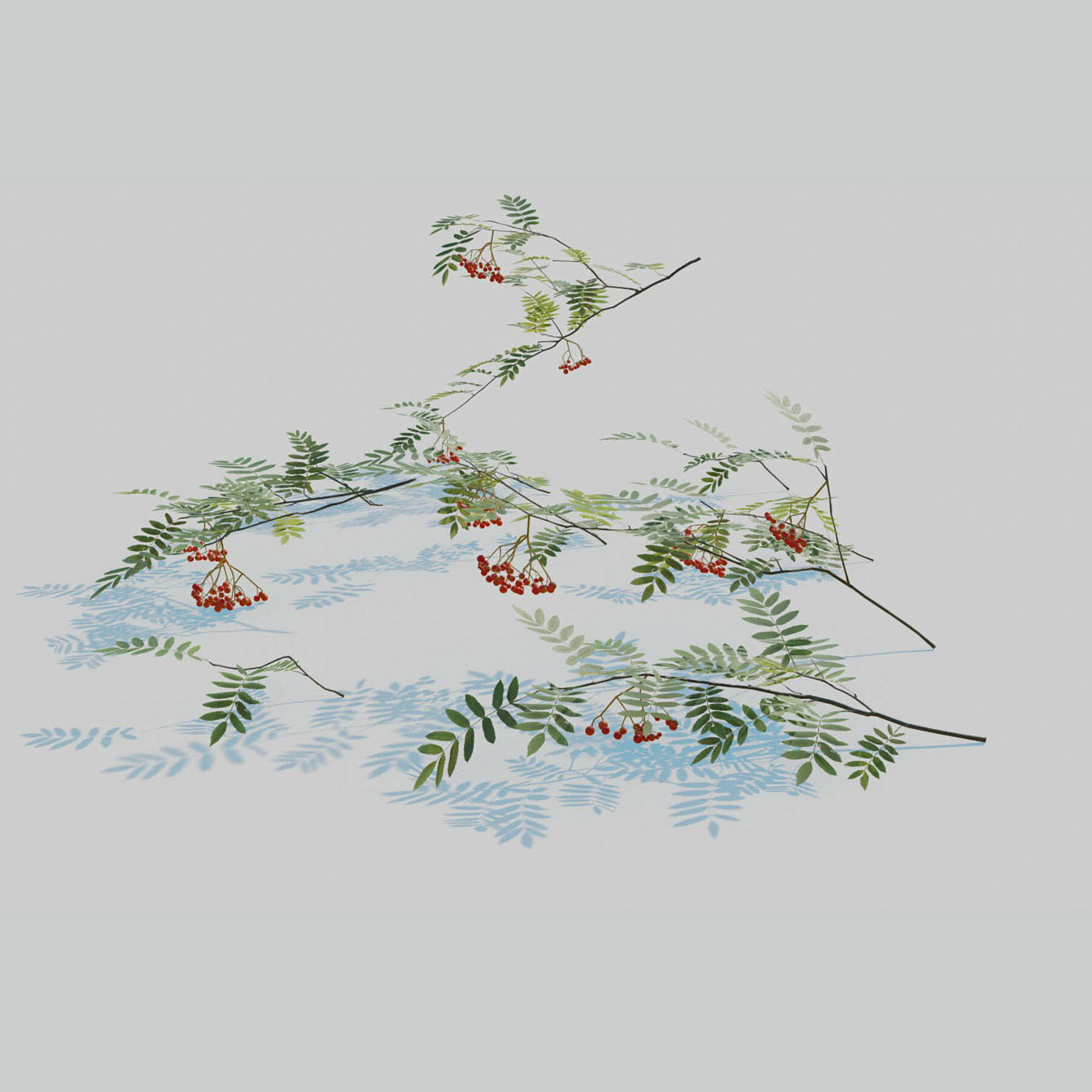 ArtStation - Mountain Ash Branch Pack | Resources