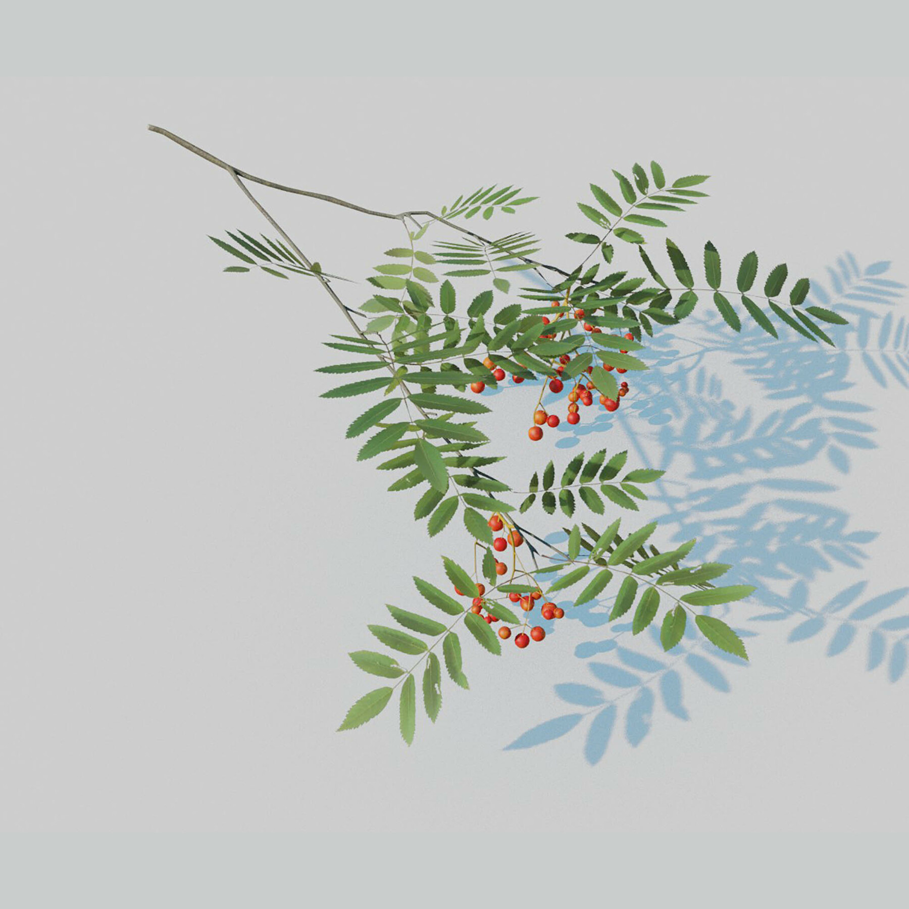 ArtStation - Mountain Ash Branch Pack | Resources