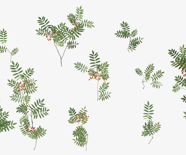 ArtStation - Mountain Ash Branch Pack | Resources
