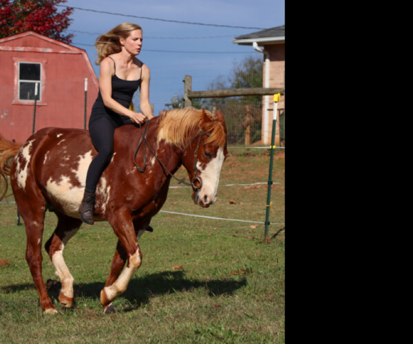 ArtStation - Female Riding Horse Reference Pack | Resources