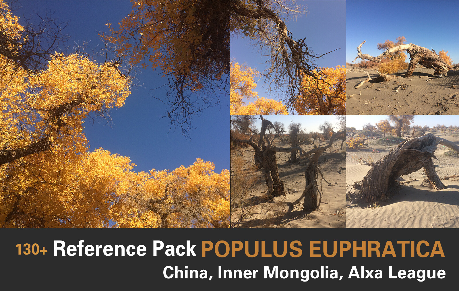 ArtStation - Populus euphratica | Resources