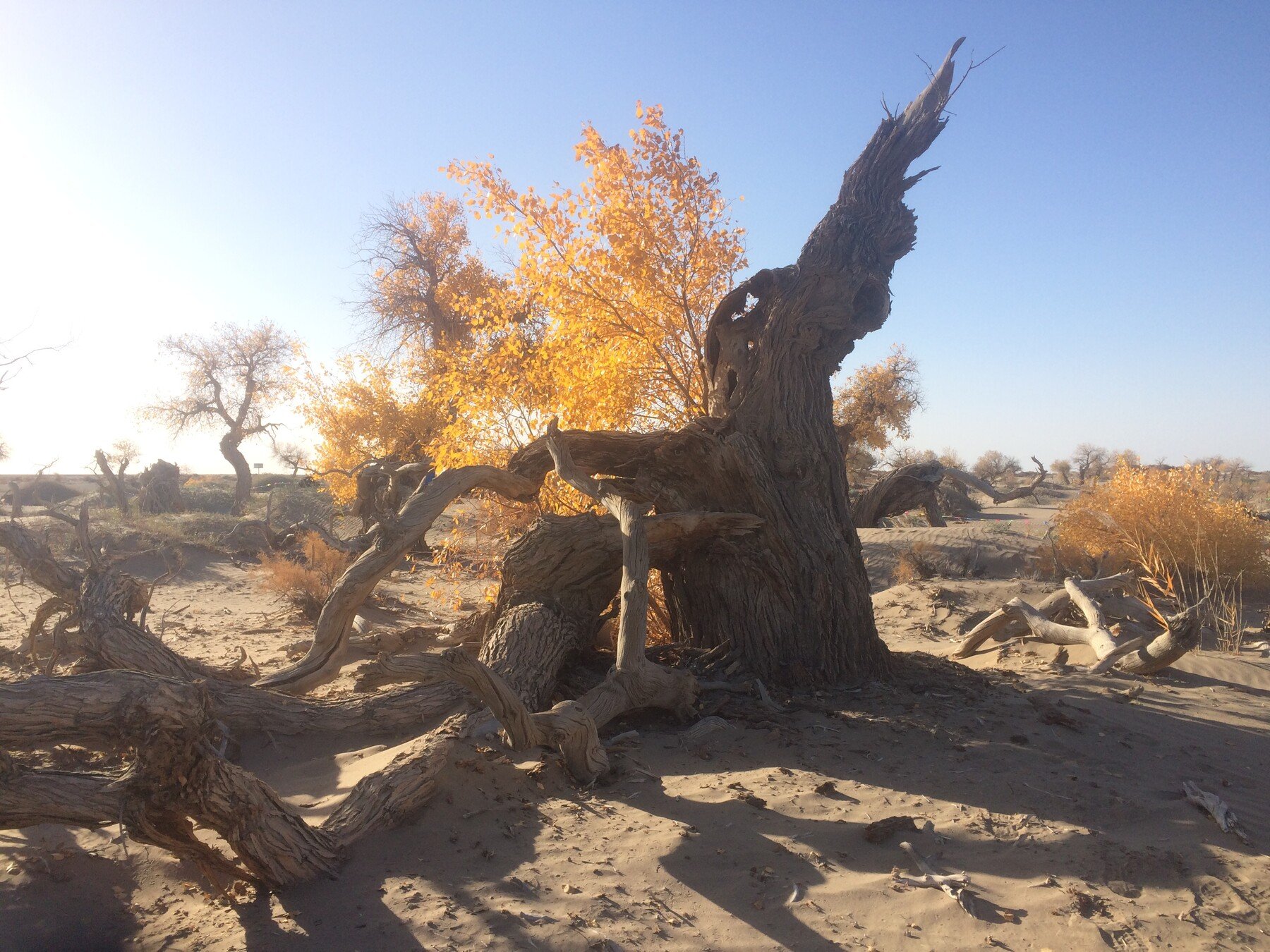 ArtStation - Populus euphratica | Resources