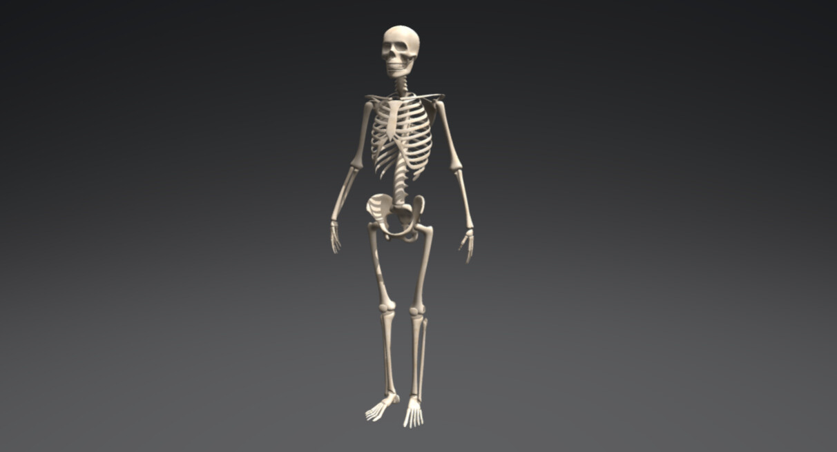 ArtStation - skeleton | Game Assets